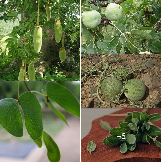 Discover the Hidden Gems: 4 Indigenous Botswana Plants with Miracle ...